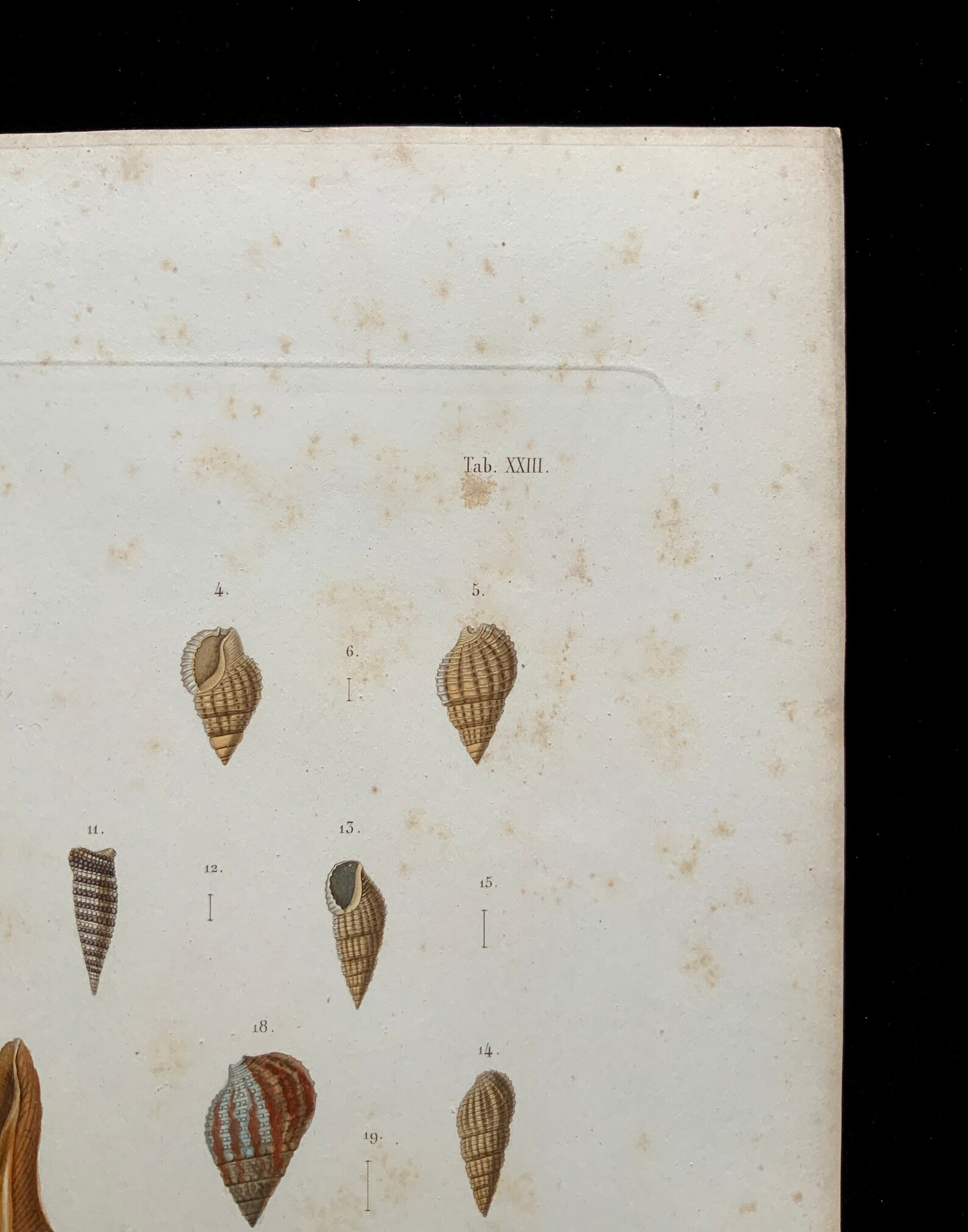 Rare Antique Print 1855 Hand Coloured Shell Engraving Conchology Large ...