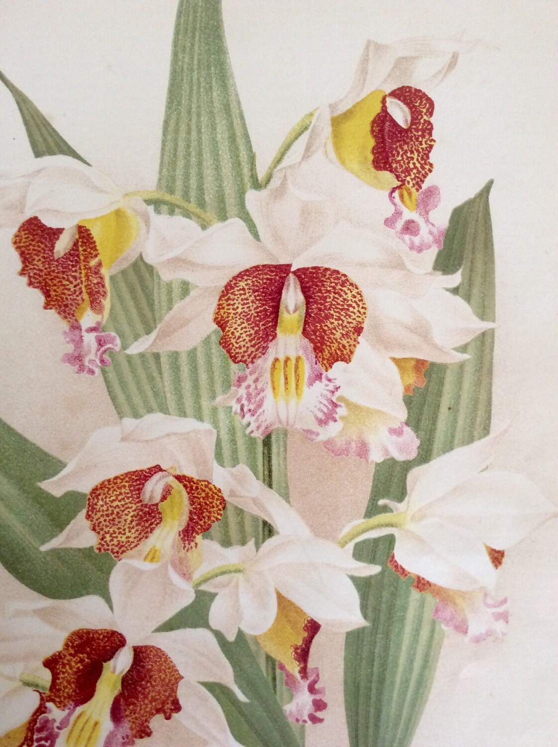 RARE Antique Botanical 1880s Print Lithograph Flower Floral 1884 ...