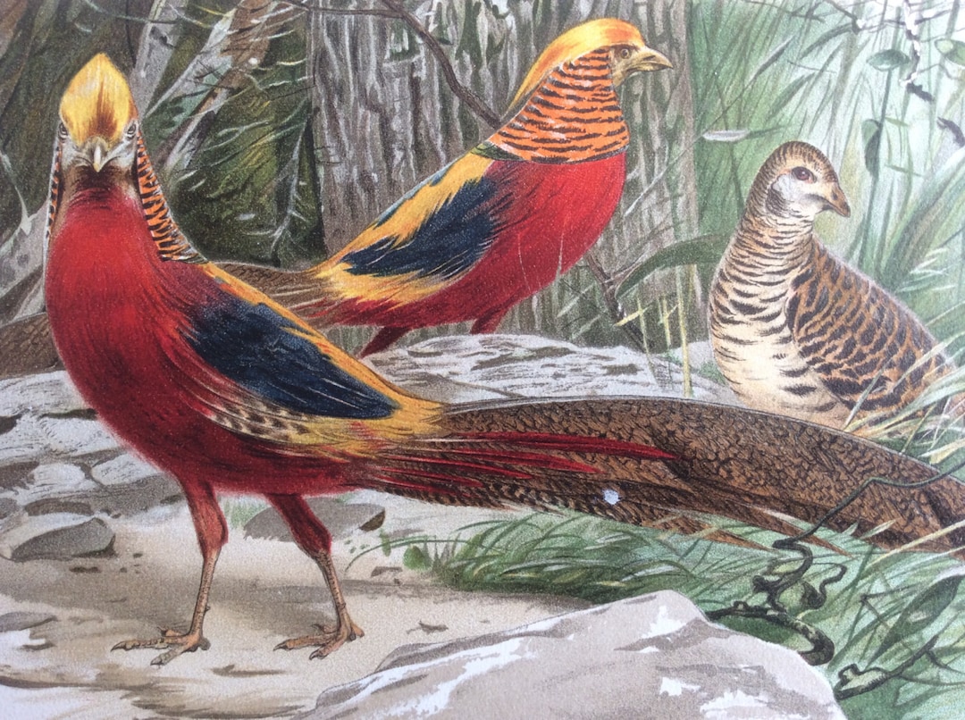 Original Antique Print 1895 Victorian Bookplate GOLDEN PHEASANT ...