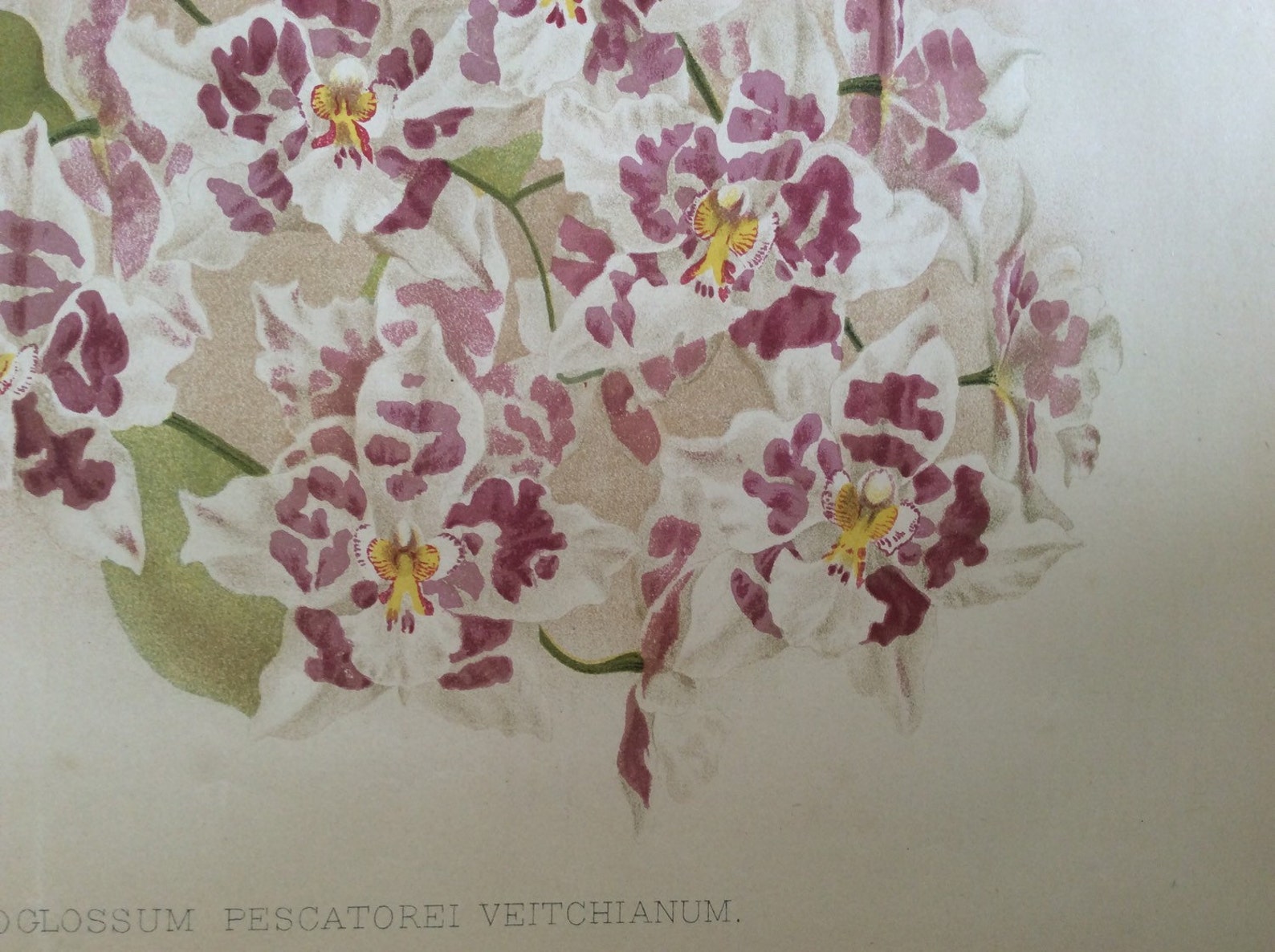 RARE Antique Print Botanical 1880s Print Lithograph Flower Floral 1884 ...