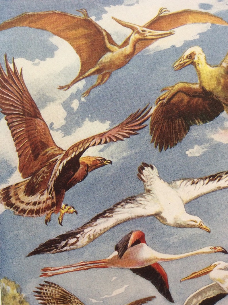 Original 1930s Bookplate Print HOW BIRDS FLY Avian Flight Wings Terra ...