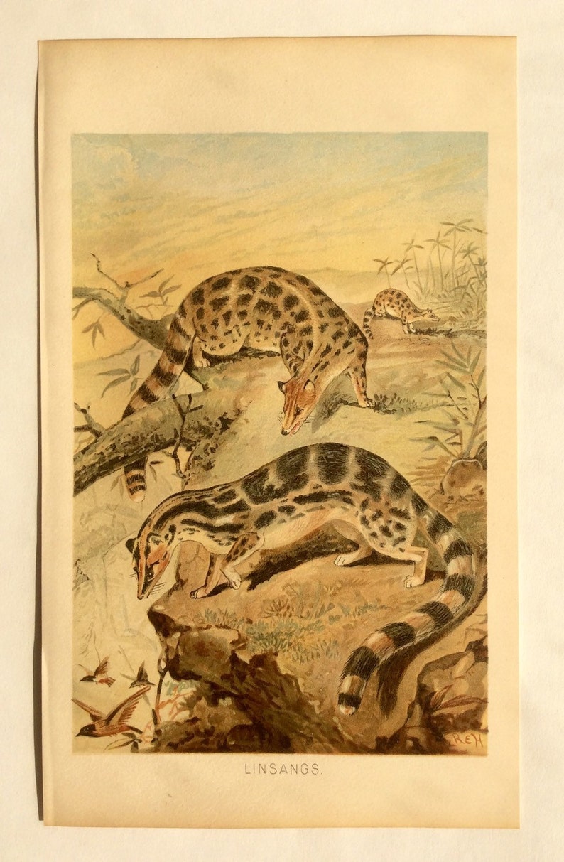 Original Antique 1895 Victorian Bookplate Chromolithograph - Etsy