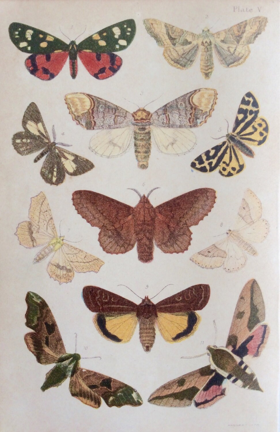 Original Antique Print MOTH 1893 Victorian Bookplate Chromolithograph ...