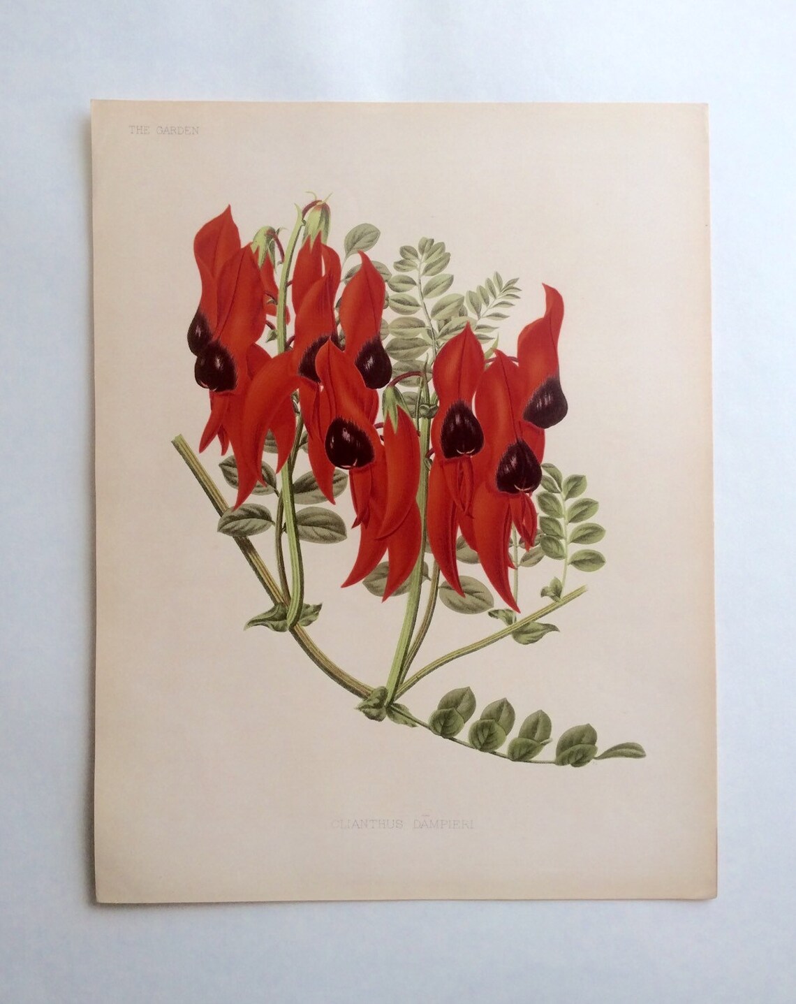 RARE Antique Botanical 1880s Print Victorian Color Chromolithograph ...