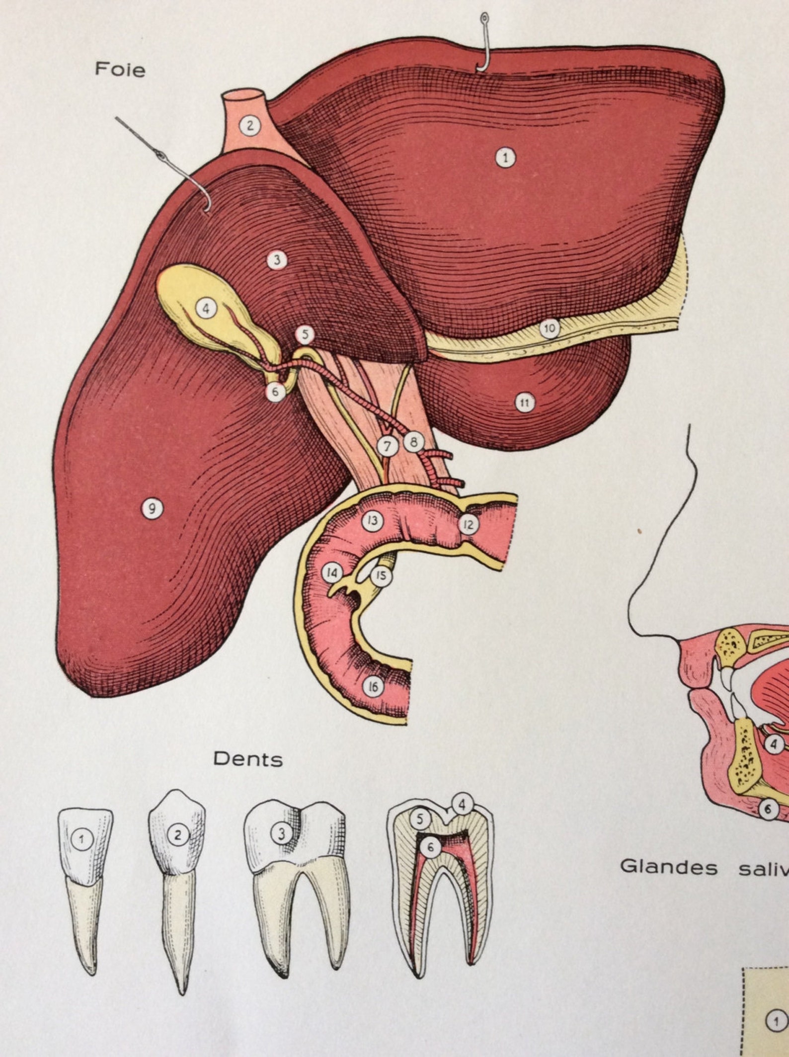 Original 1950s French ANATOMY Dissection Print DIGESTION Medical ...