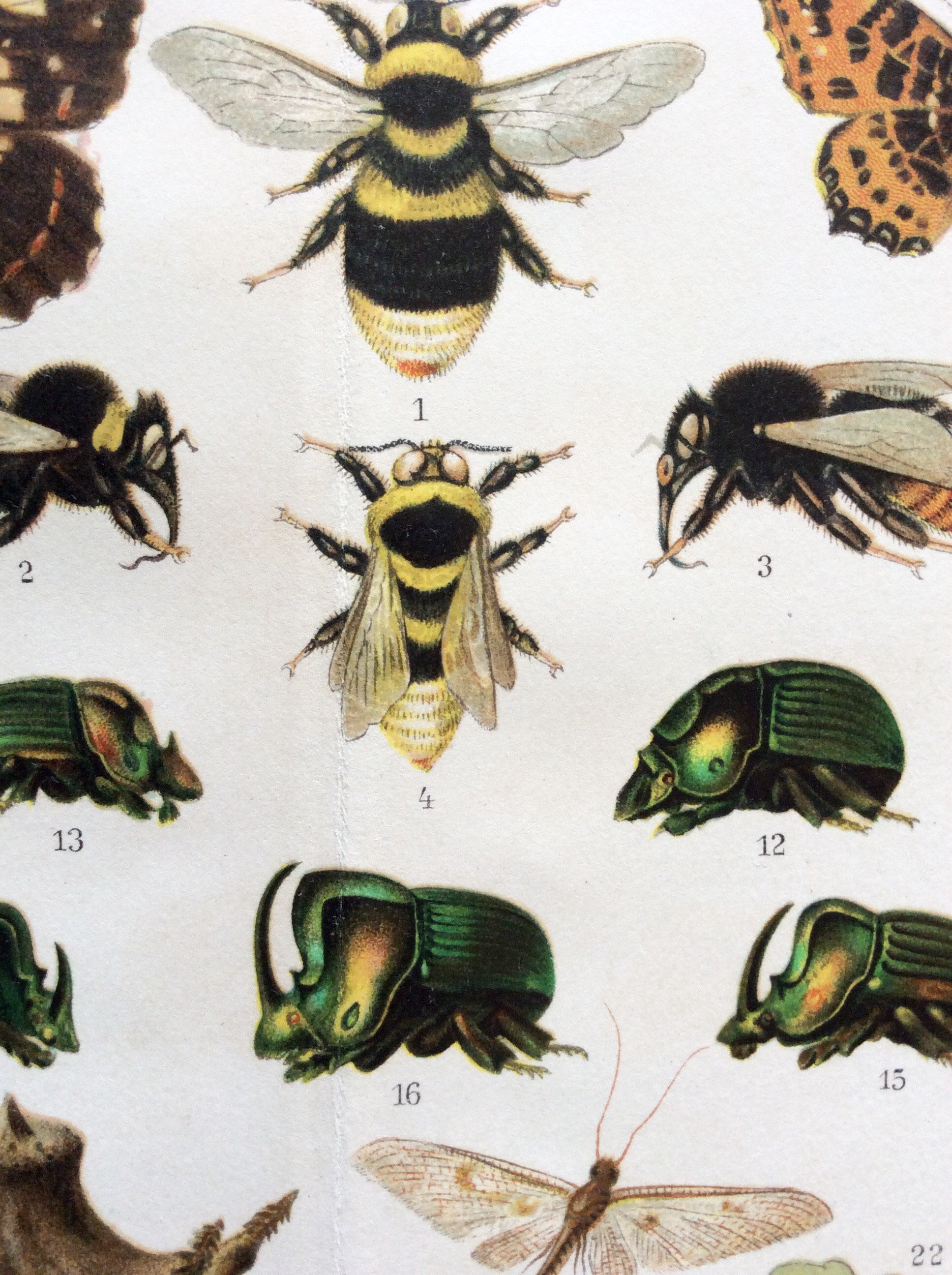 Antique Print 1890s German Print Victorian Colour Chromolithograph ...