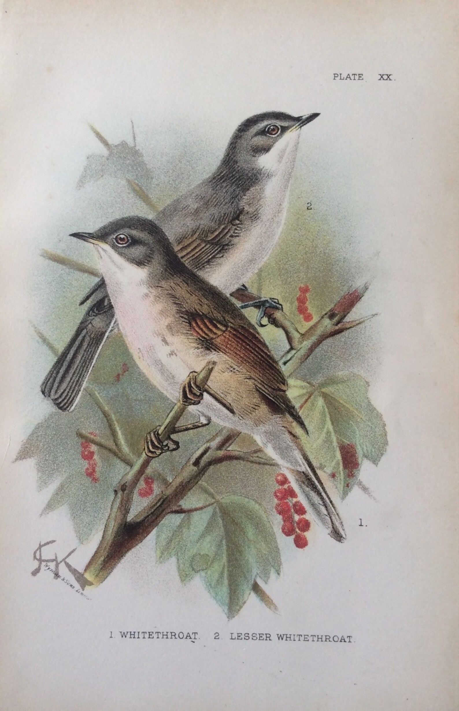 Original Antique 1897 Victorian Bookplate BIRD Avian Chromolithograph ...