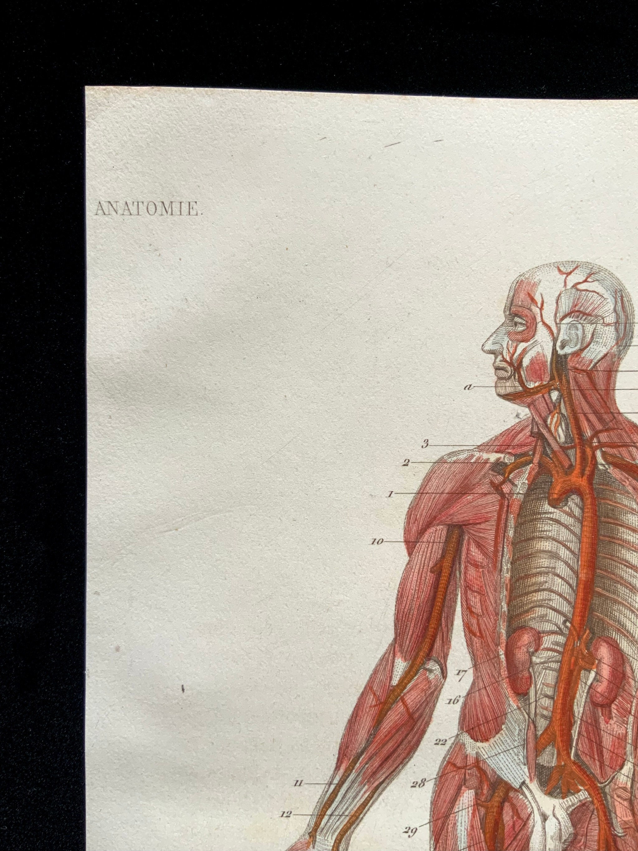 Antique Anatomy Engraving Circa 1850 Hand Coloured Bookplate Print ...