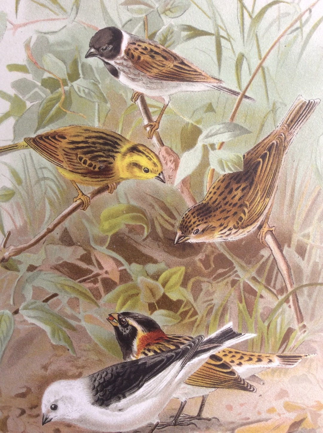 Original Antique Print 1895 Victorian Bookplate Chromolithograph Avian ...