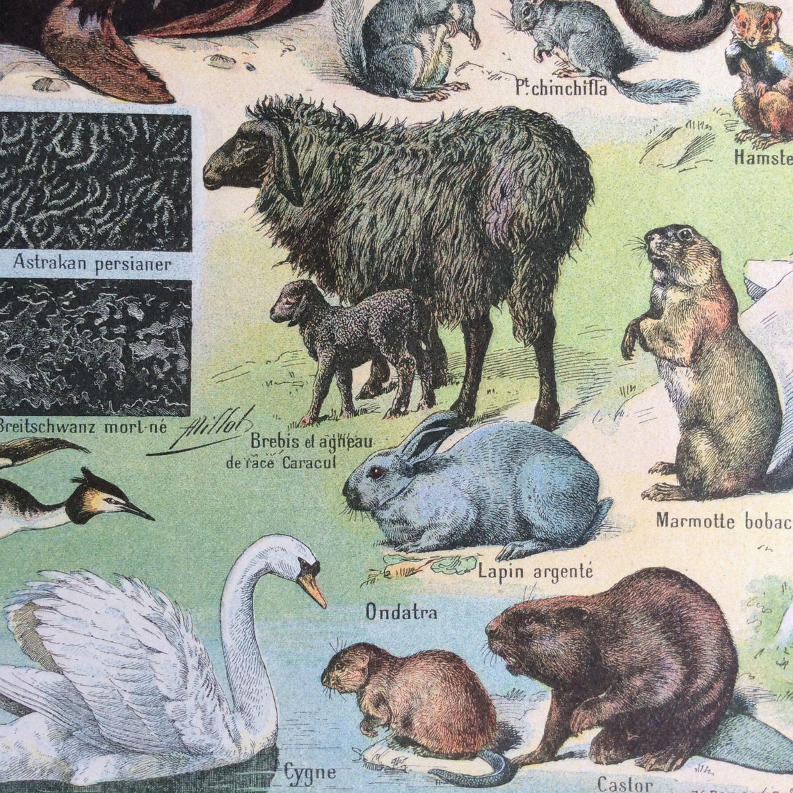 Vintage French 1920s FUR MAMMALS Animals Bookplate Print Illustration ...