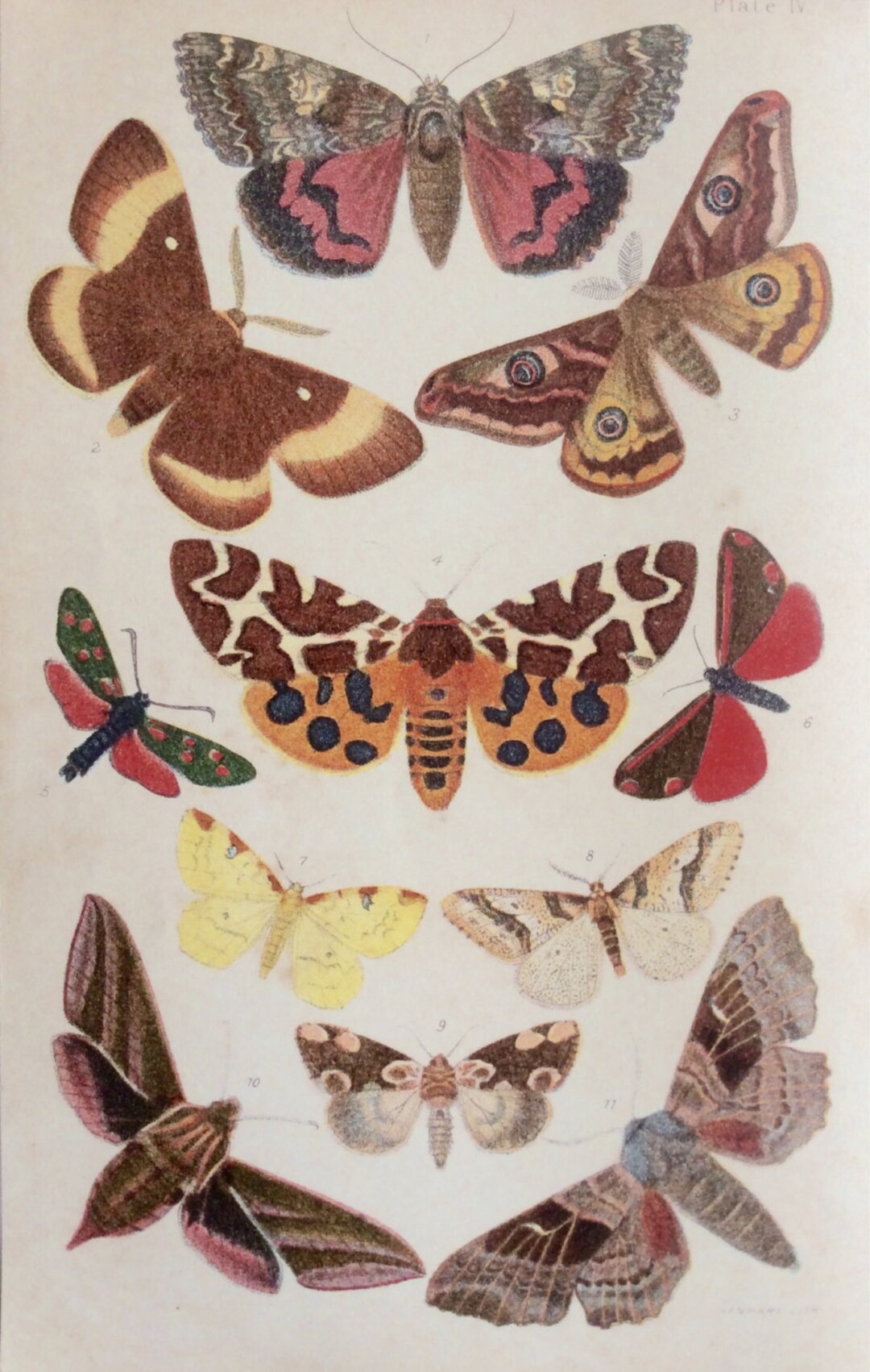 Original Antique Print MOTH 1893 Victorian Bookplate Chromolithograph ...