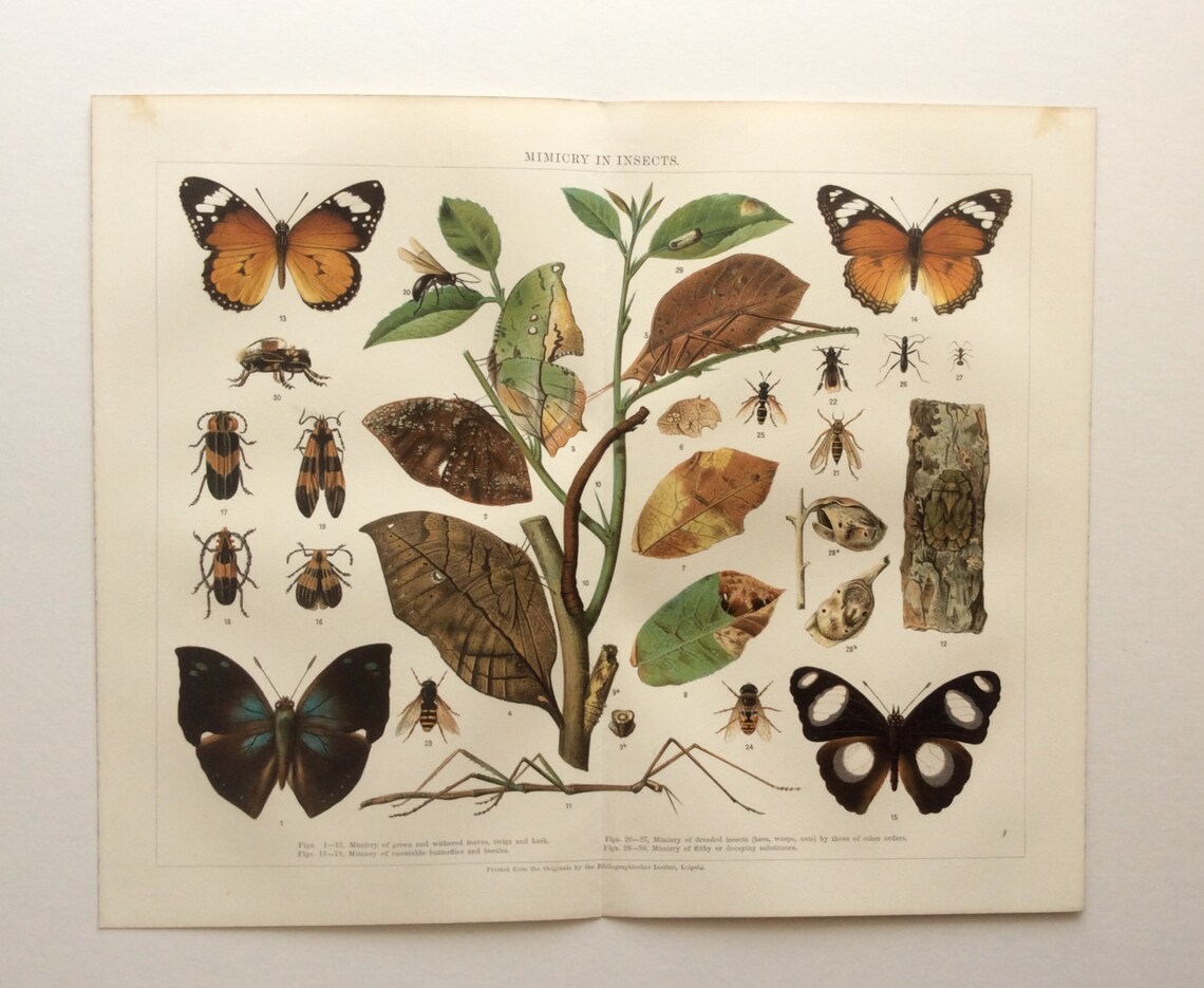 Antique Print BUTTERFLIES INSECTS MIMICRY German Print Victorian ...