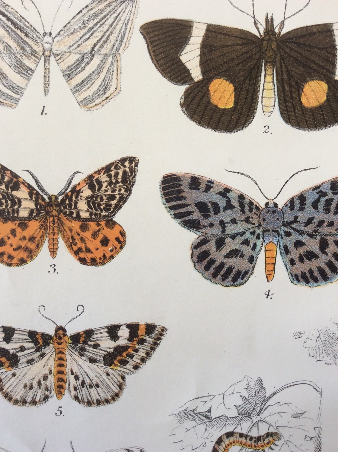 Original Antique MOTH 1897 Victorian Bookplate MOTHS Chromolithograph ...