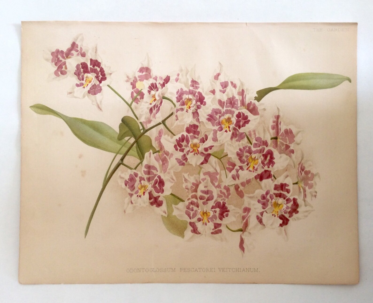 RARE Antique Print Botanical 1880s Print Lithograph Flower Floral 1884 ...