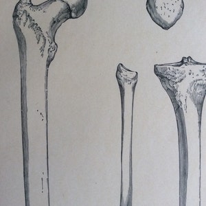 Antique 1890s Medical Anatomy Diagram LEG BONES Skeleton Victorian ...