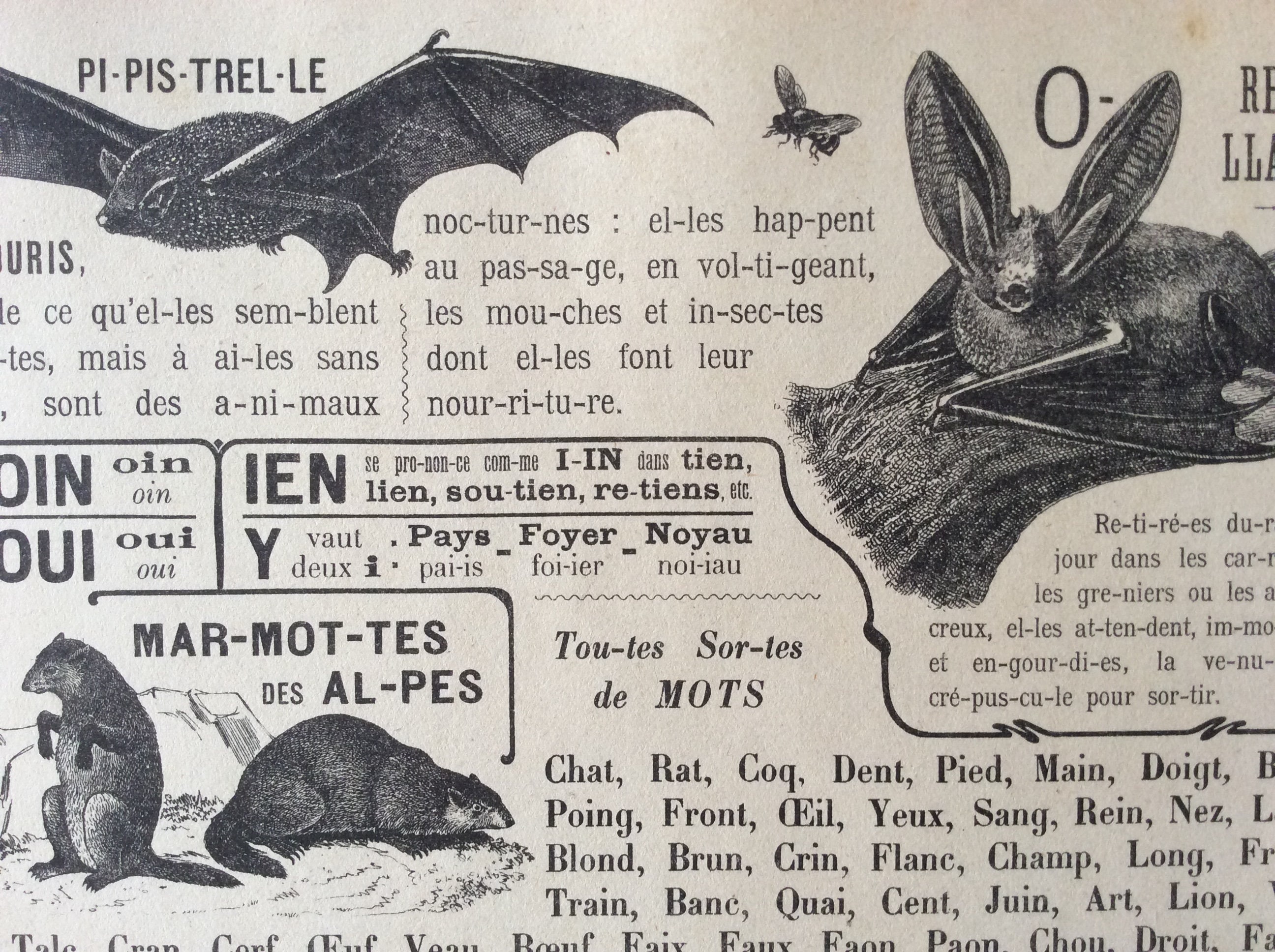 Antique 1890 ANIMAL ALPHABET Bat Tiger Two Sided Lithograph Giraffe ...