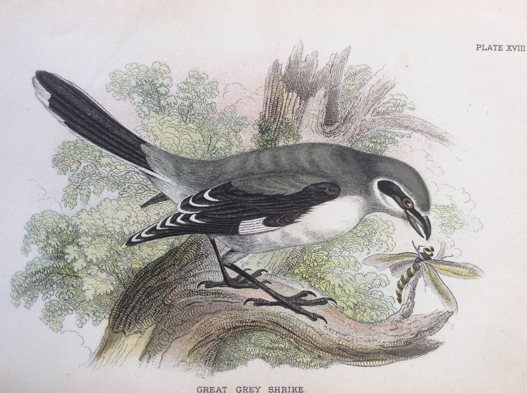 Original Antique Print 1897 Victorian Bookplate BIRD Avian ...