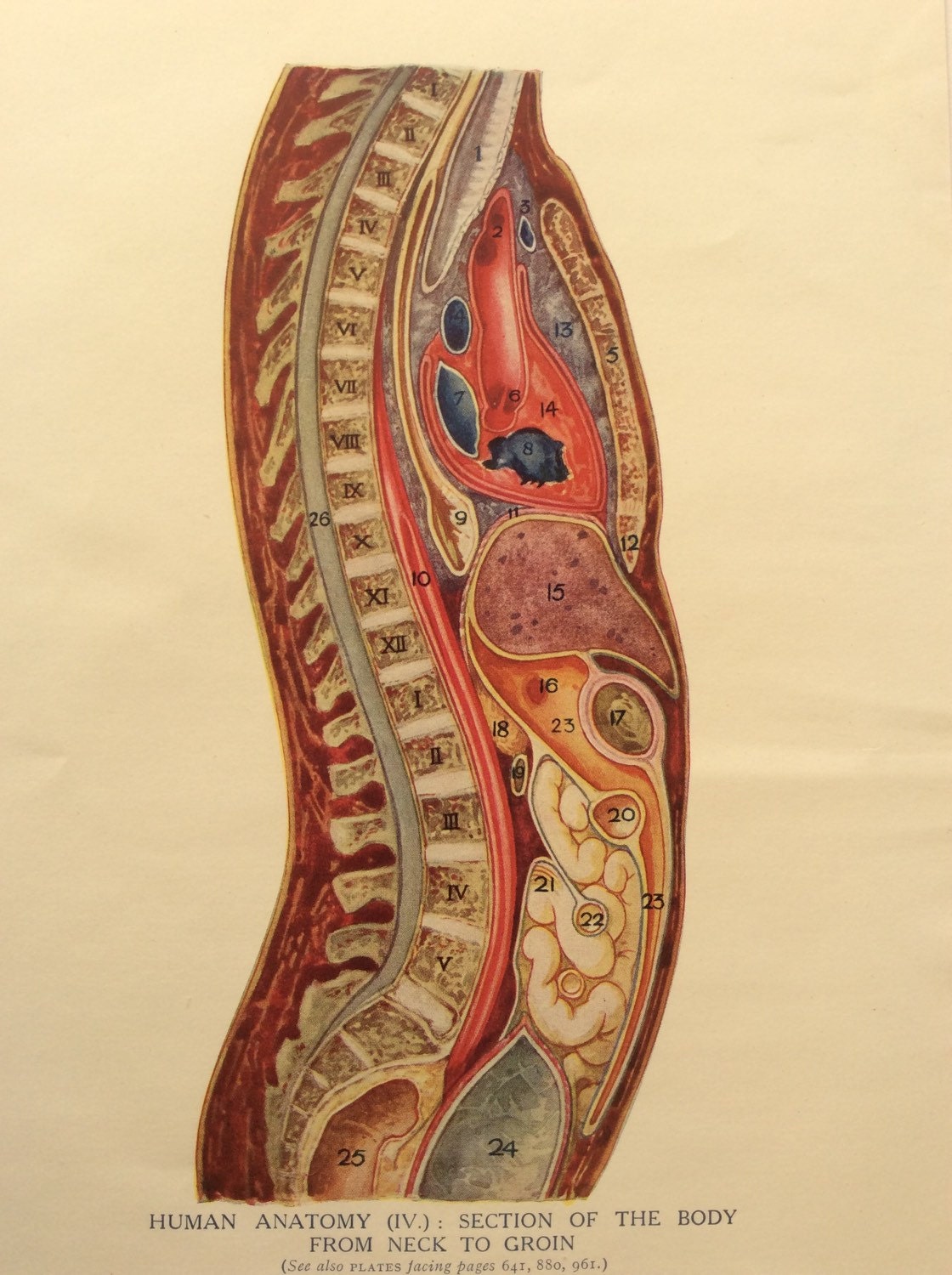 Human Female Dissection