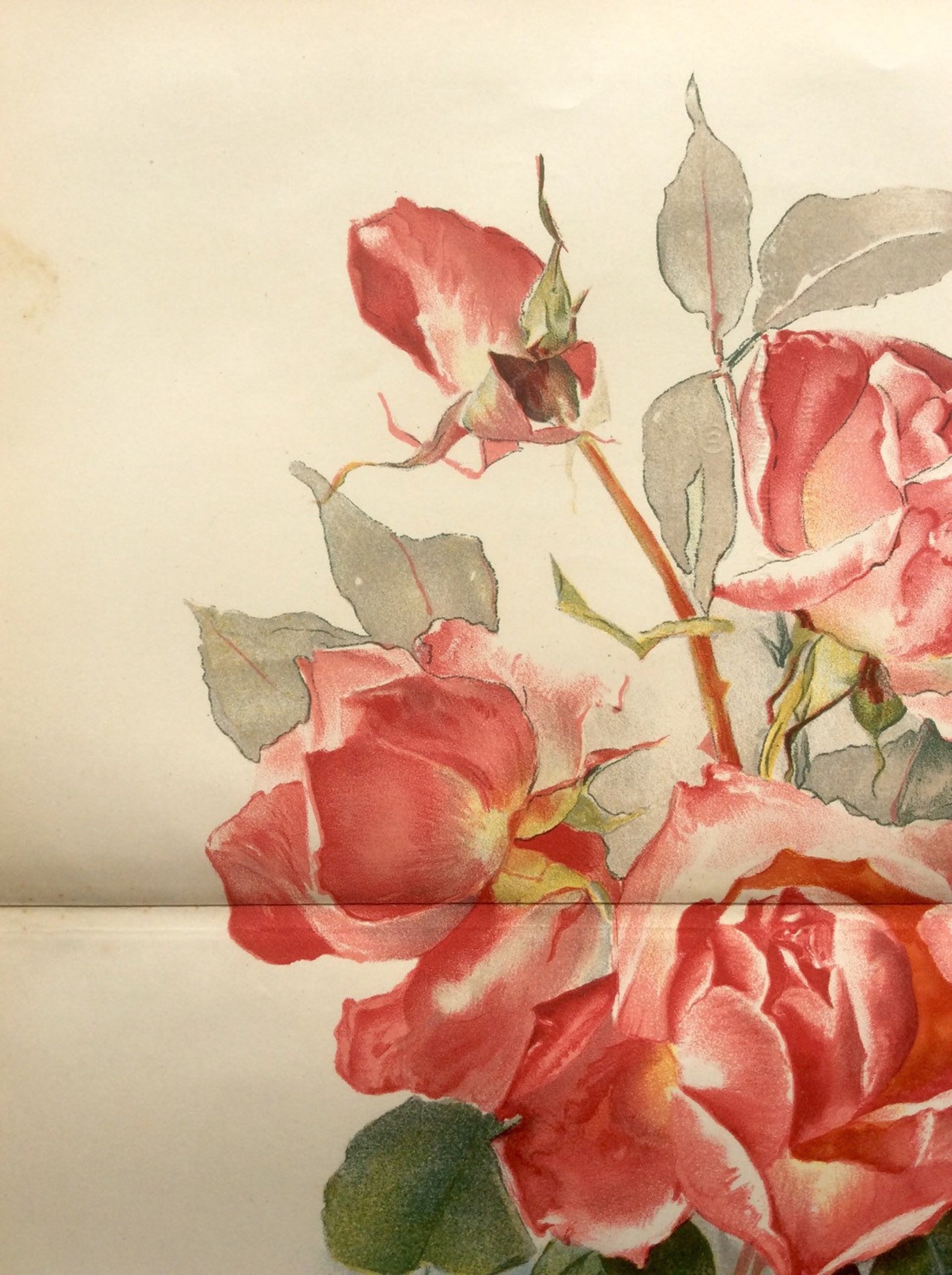 RARE Antique Print Botanical 1880s Lithograph Pink ROSE Flower Floral ...