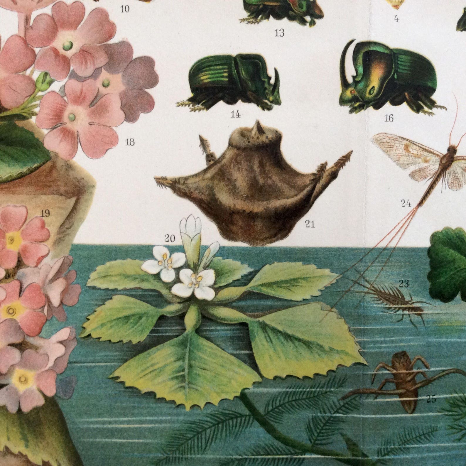 Antique Print 1890s German Print Victorian Colour - Etsy