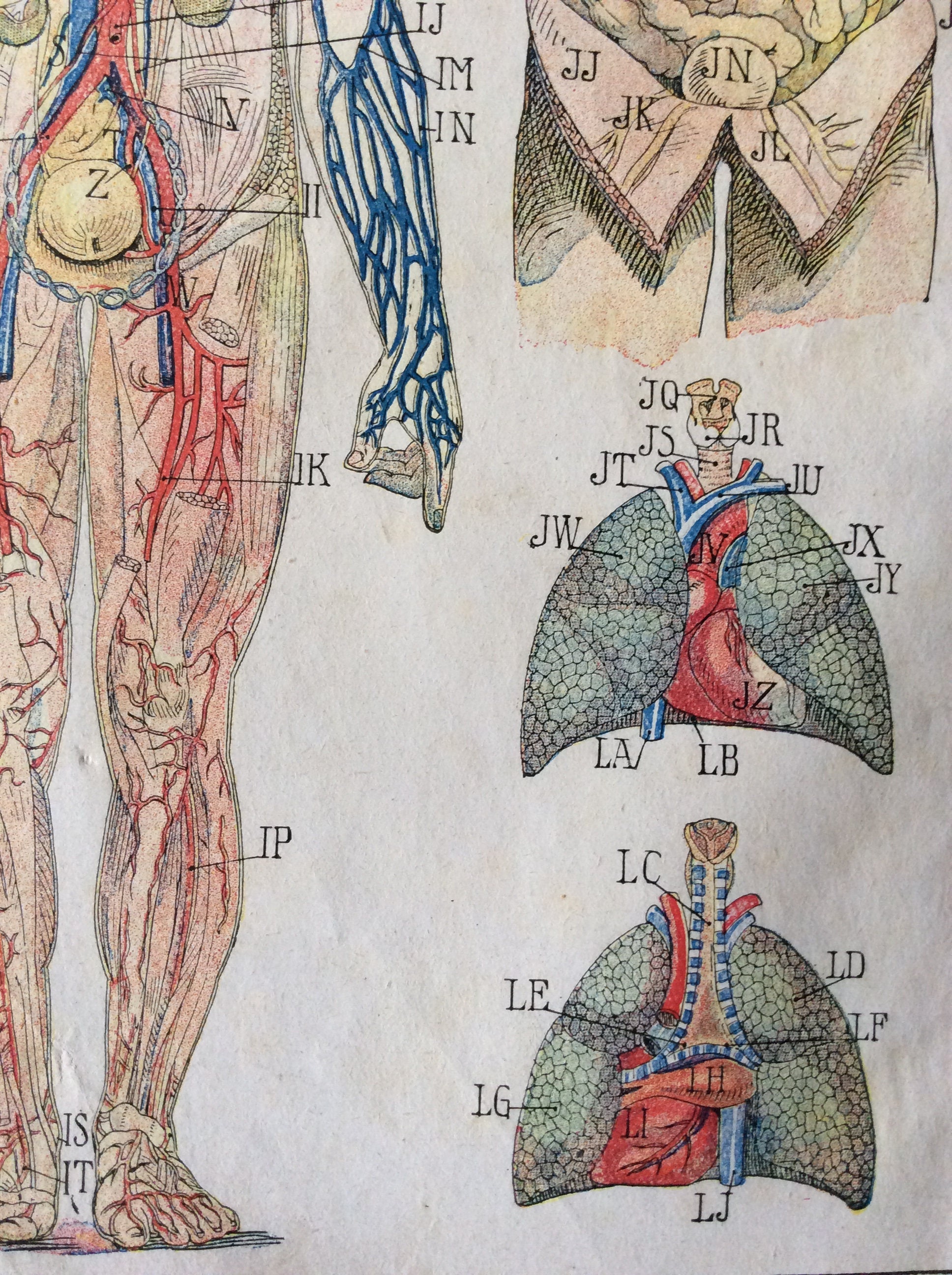 Antique Print French Anatomy Bookplate Print 1910 CIRCULATION - Etsy