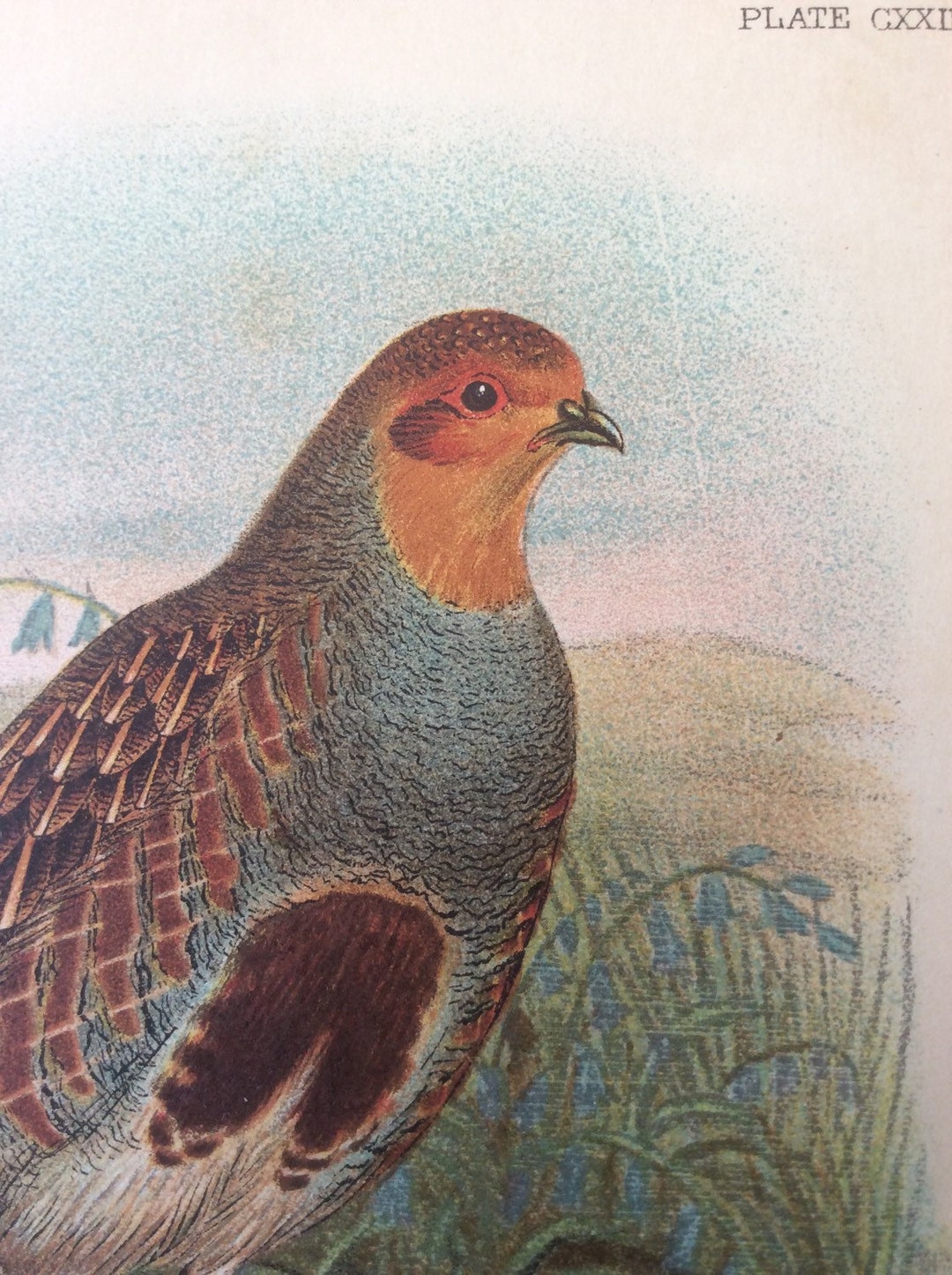 Original Antique Print Common PARTRIDGE 1897 Victorian Bookplate BIRD ...