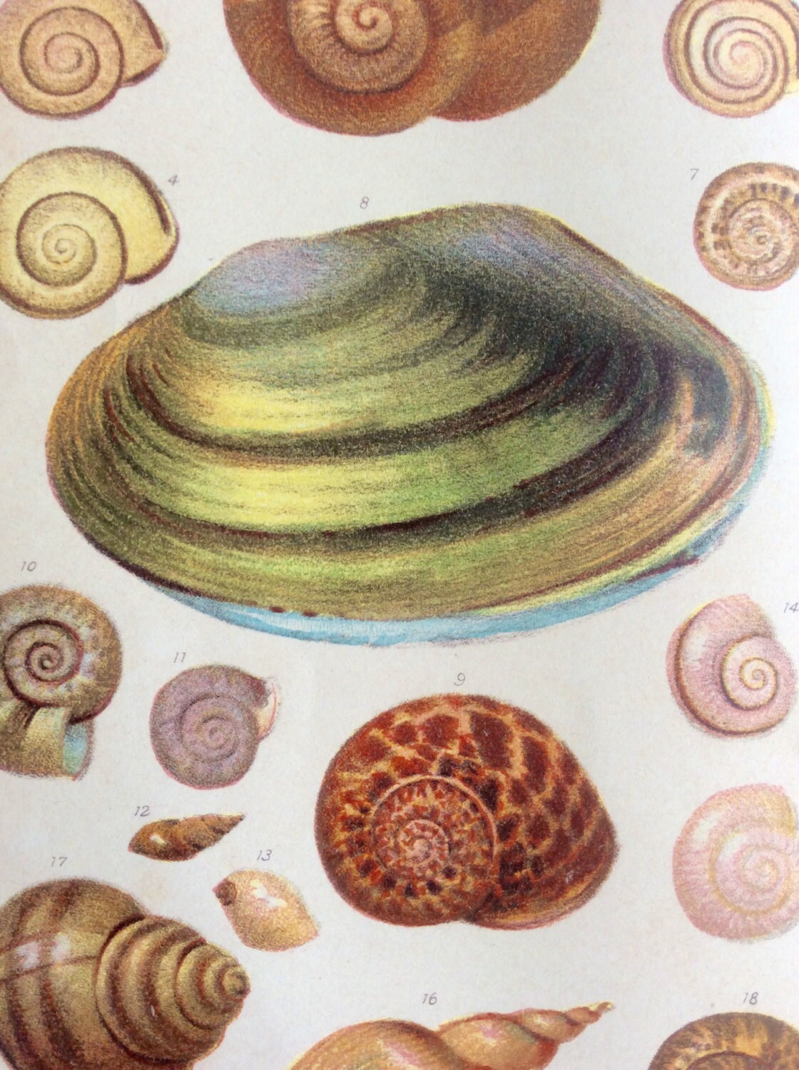 Original Antique SHELLS 1893 Victorian Bookplate Chromolithograph Print ...