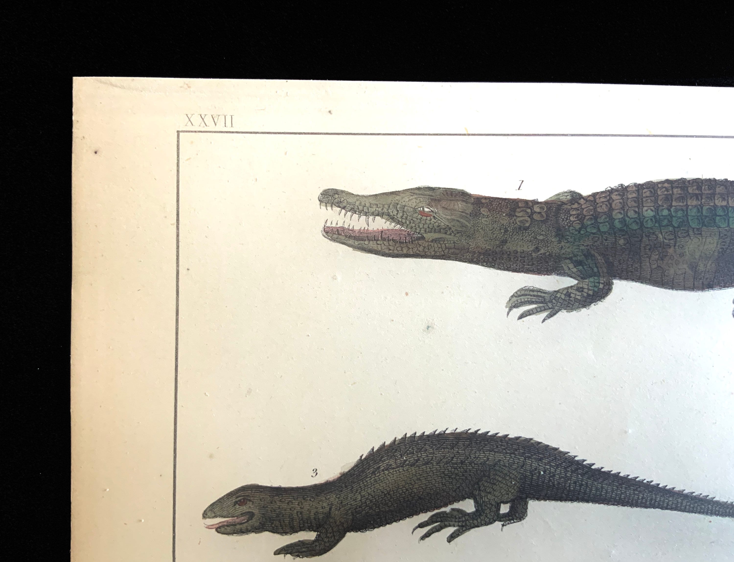 Antique 1870s Hand Coloured CROCODILE LIZARD REPTILE Engraving Natural ...