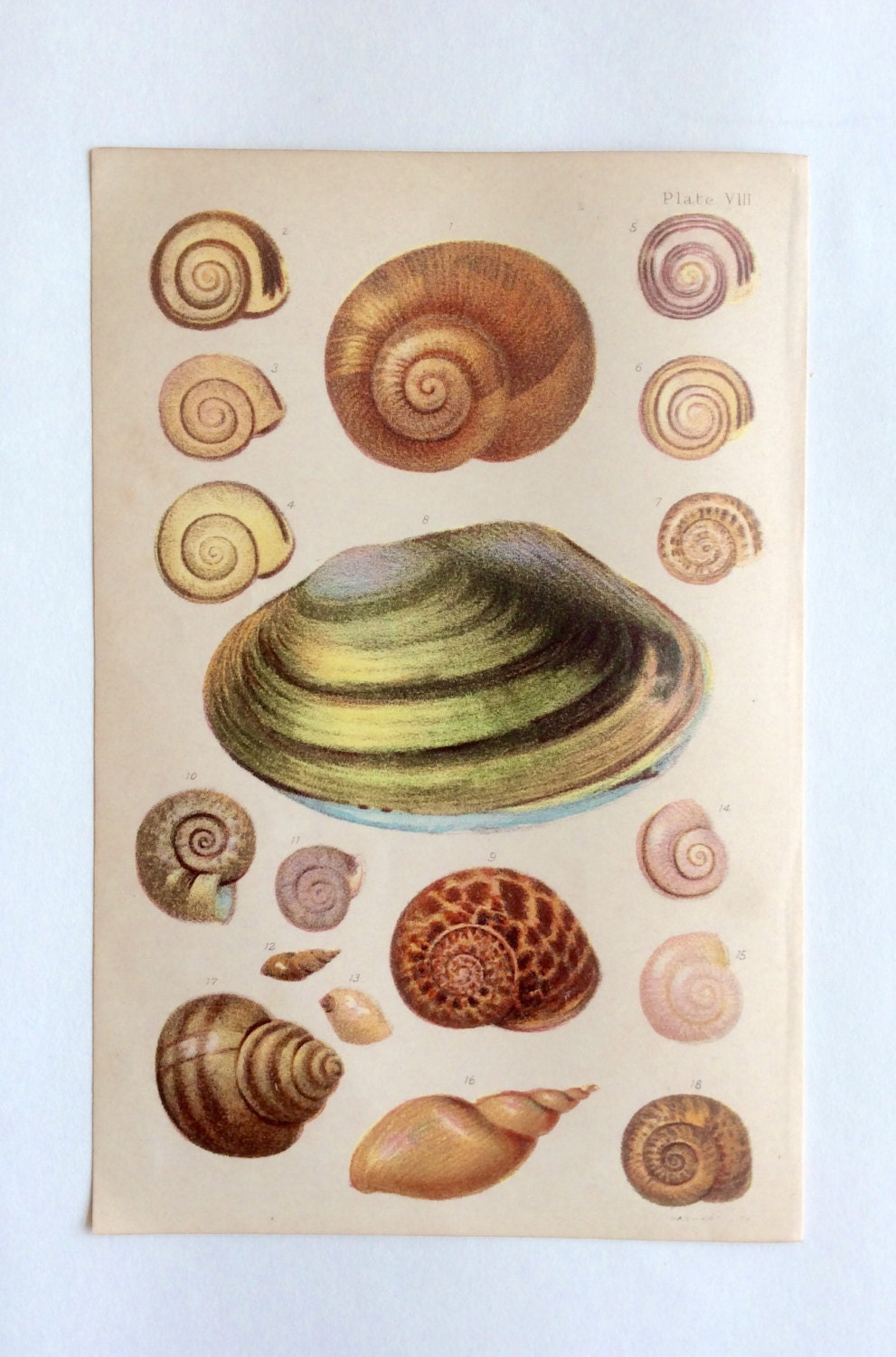 Original Antique SHELLS 1893 Victorian Bookplate Chromolithograph Print ...