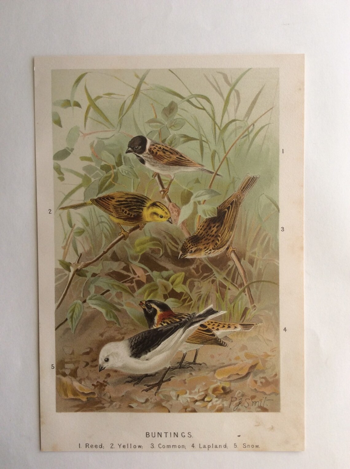 Original Antique Print 1895 Victorian Bookplate Chromolithograph Avian ...