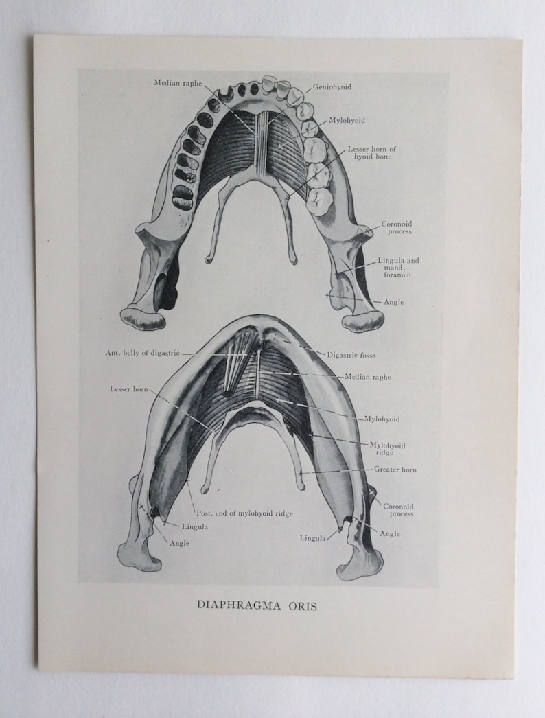 Original Vintage Human Anatomy Dissection Illustration Bookplate Print ...