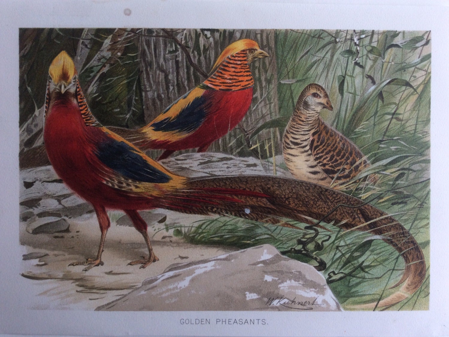 Original Antique Print 1895 Victorian Bookplate GOLDEN - Etsy