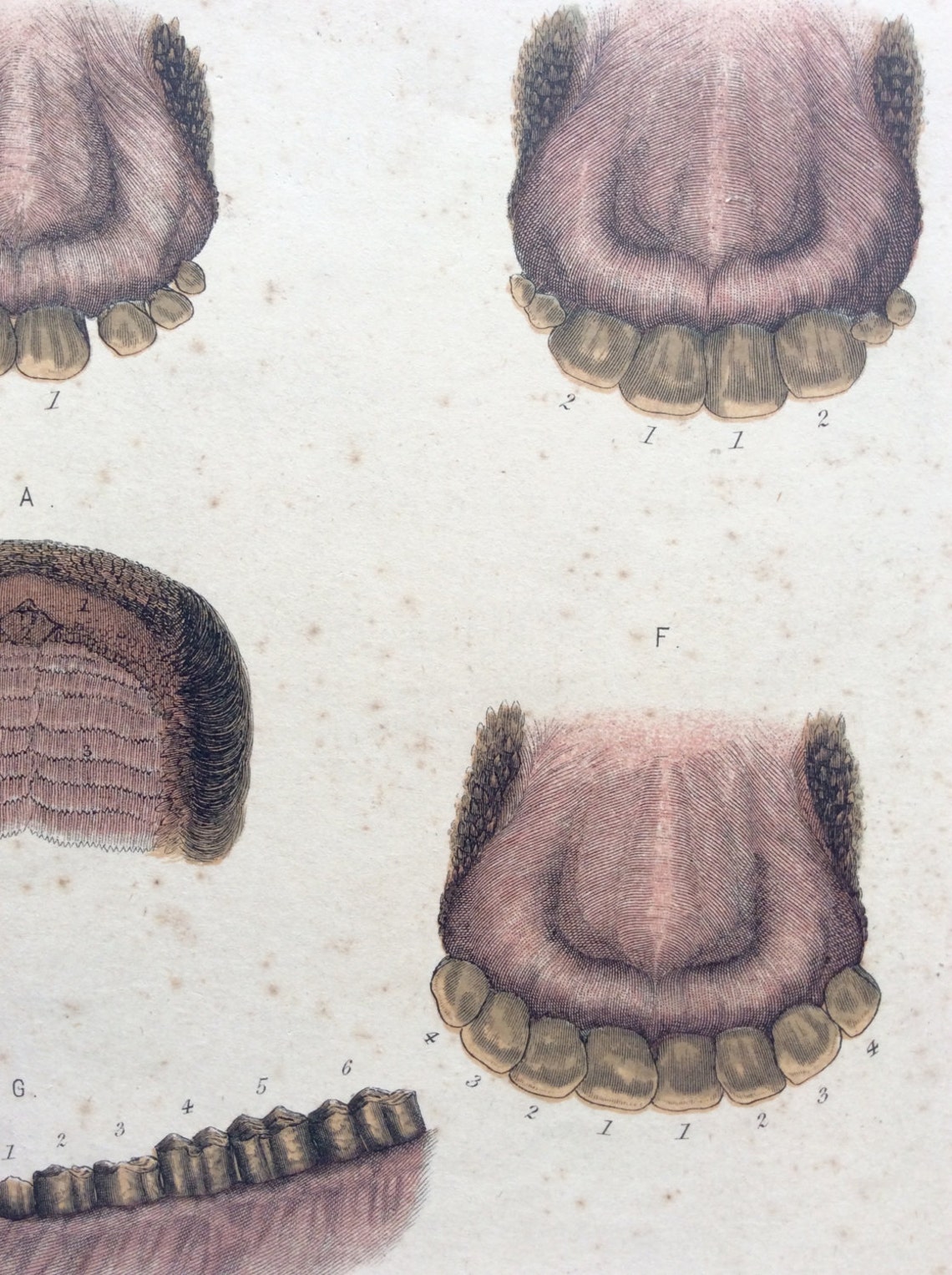 Antique 1880 Engraving OX ANATOMY TEETH Dental Veterinary | Etsy