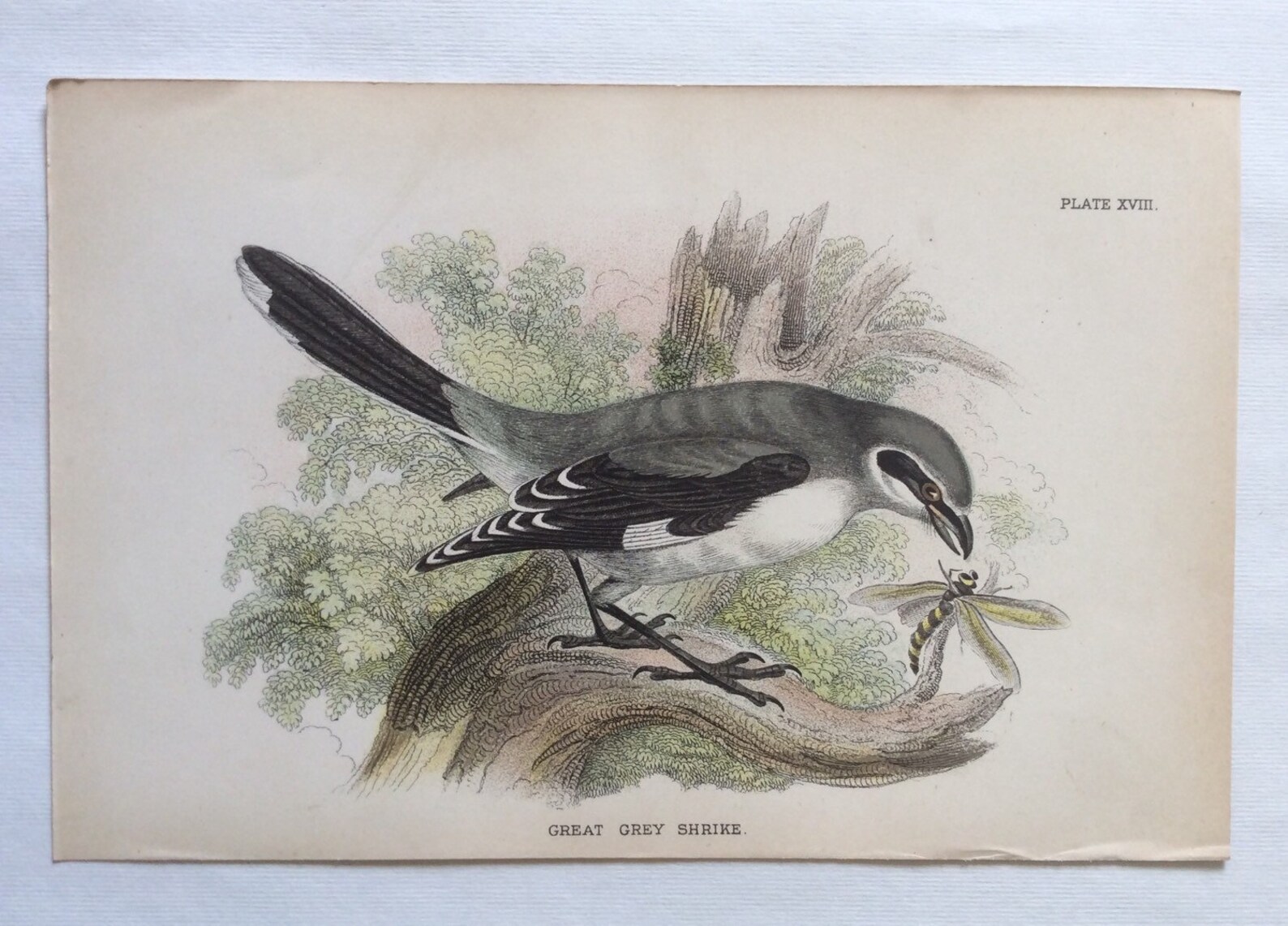 Original Antique Print 1897 Victorian Bookplate BIRD Avian ...