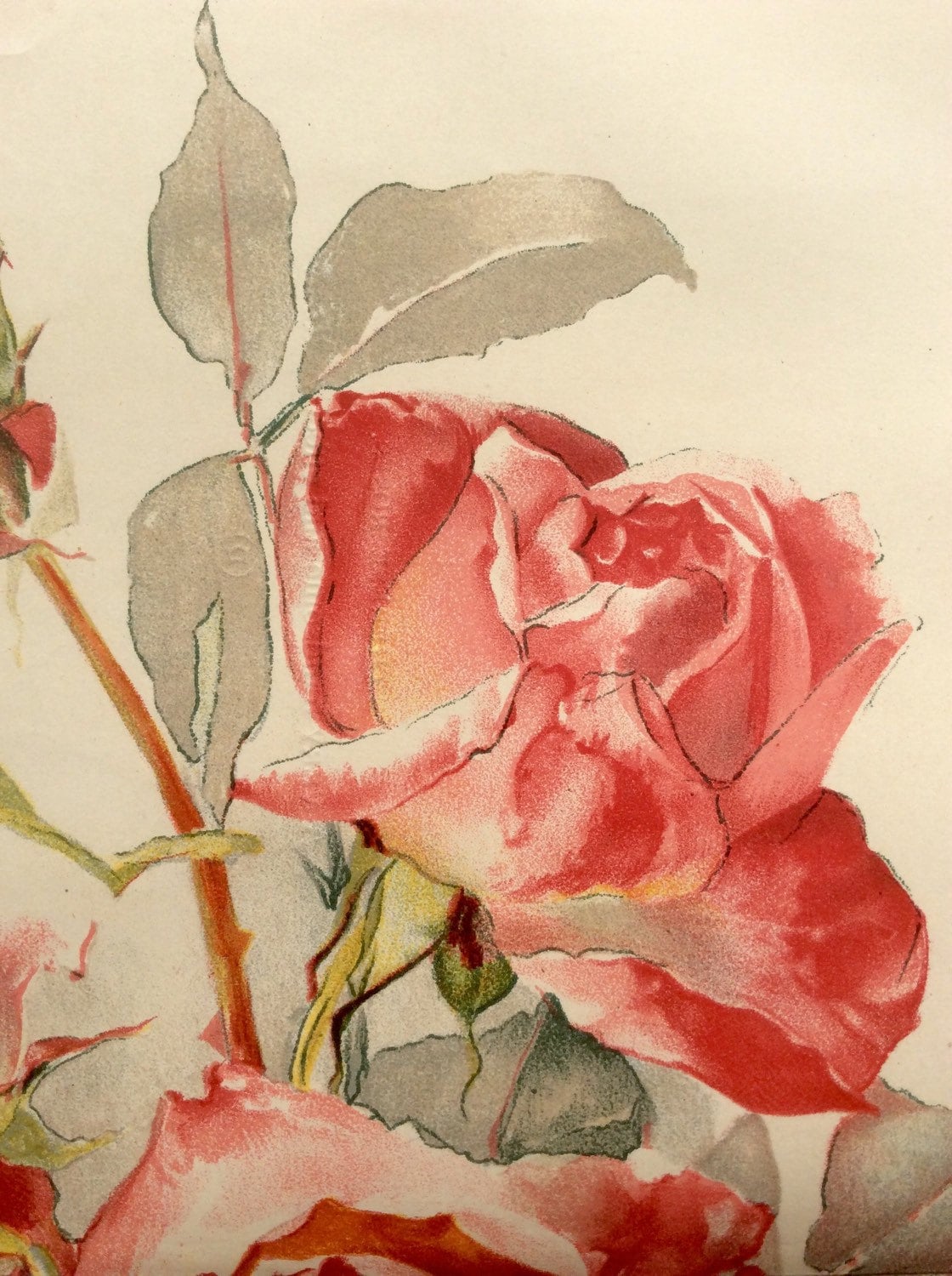 RARE Antique Print Botanical 1880s Lithograph Pink ROSE Flower Floral ...