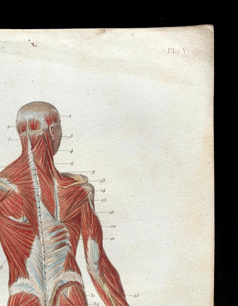 Antique Anatomy Engraving Circa 1850 Hand Coloured Bookplate Print ...