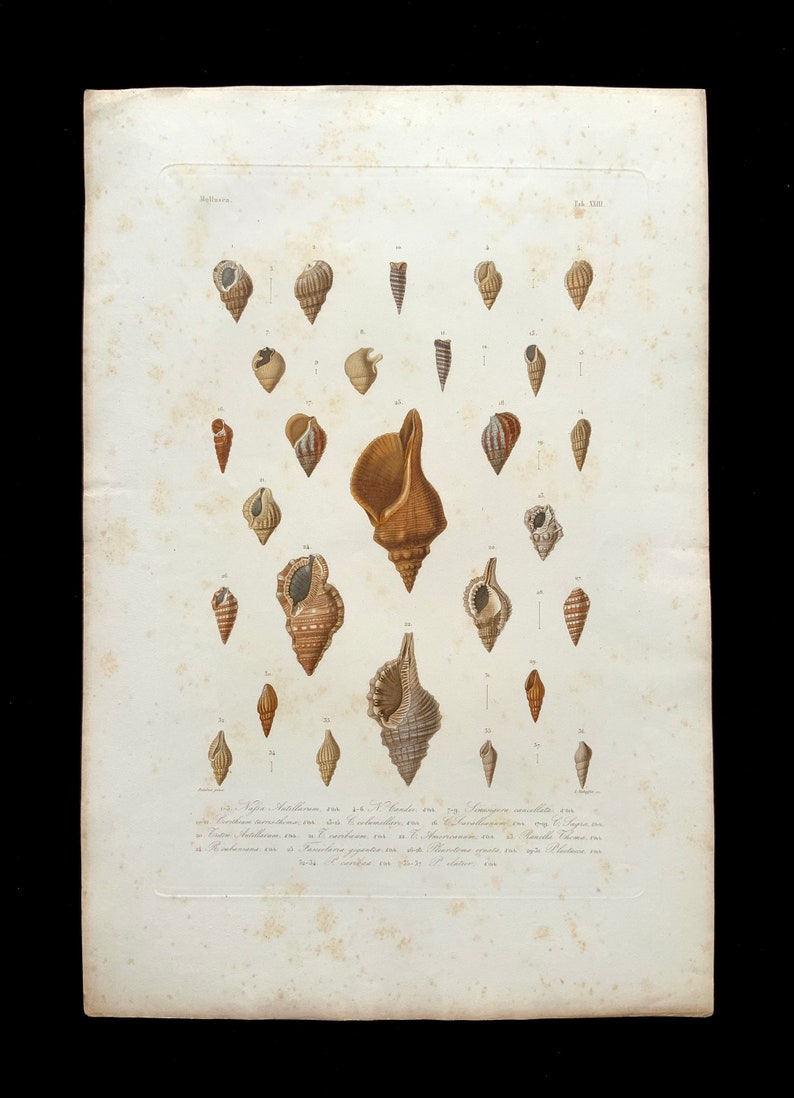 Rare Antique Print 1855 Hand Coloured Shell Engraving Conchology Large ...