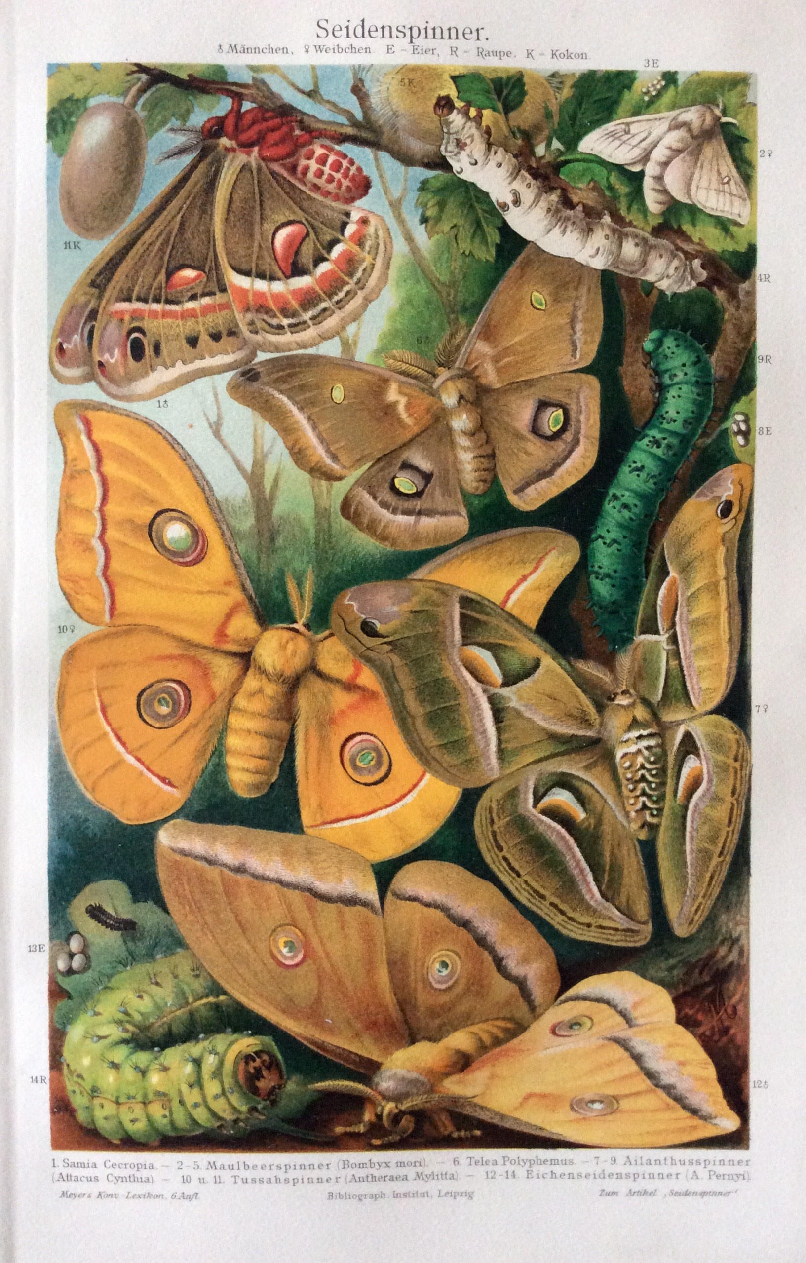 Antique Print 1890s German Print Colour Chromolithograph MOTHS ...