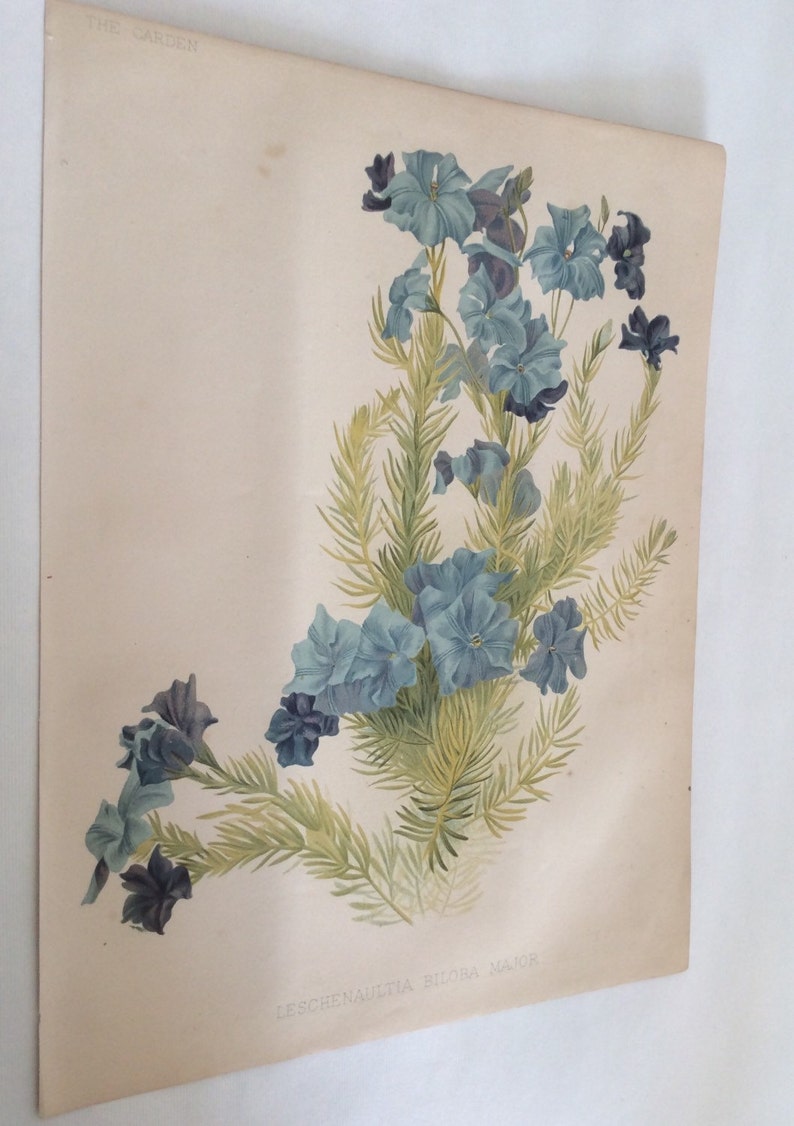 RARE Antique Print Botanical 1880s Lithograph Flower Floral 1884 ...