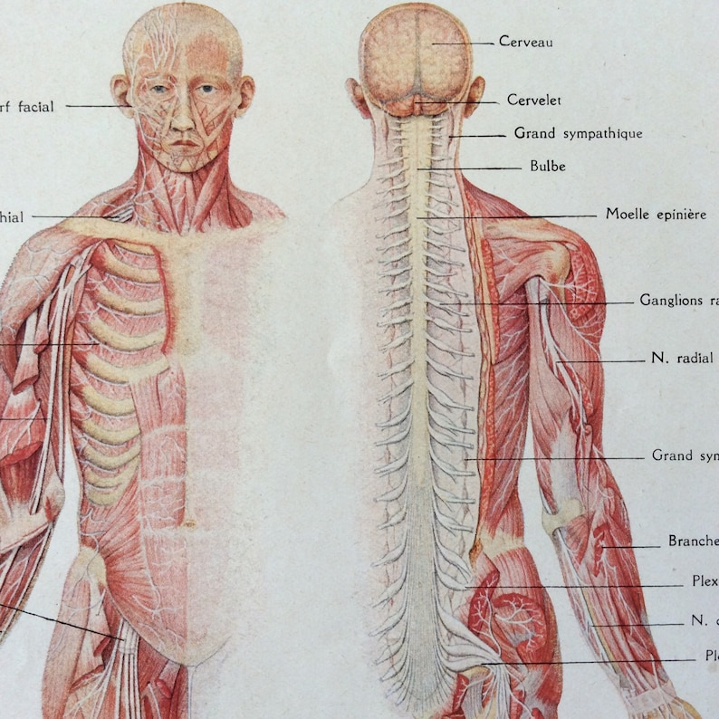 1920s French Human Anatomy Dissection Bookplate SPINAL CORD - Etsy