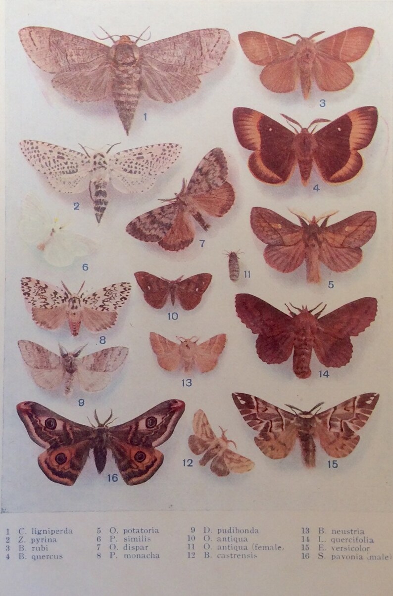Vintage 1920s Insect Bookplate MOTH Print Illustration MOTHS Entomology ...