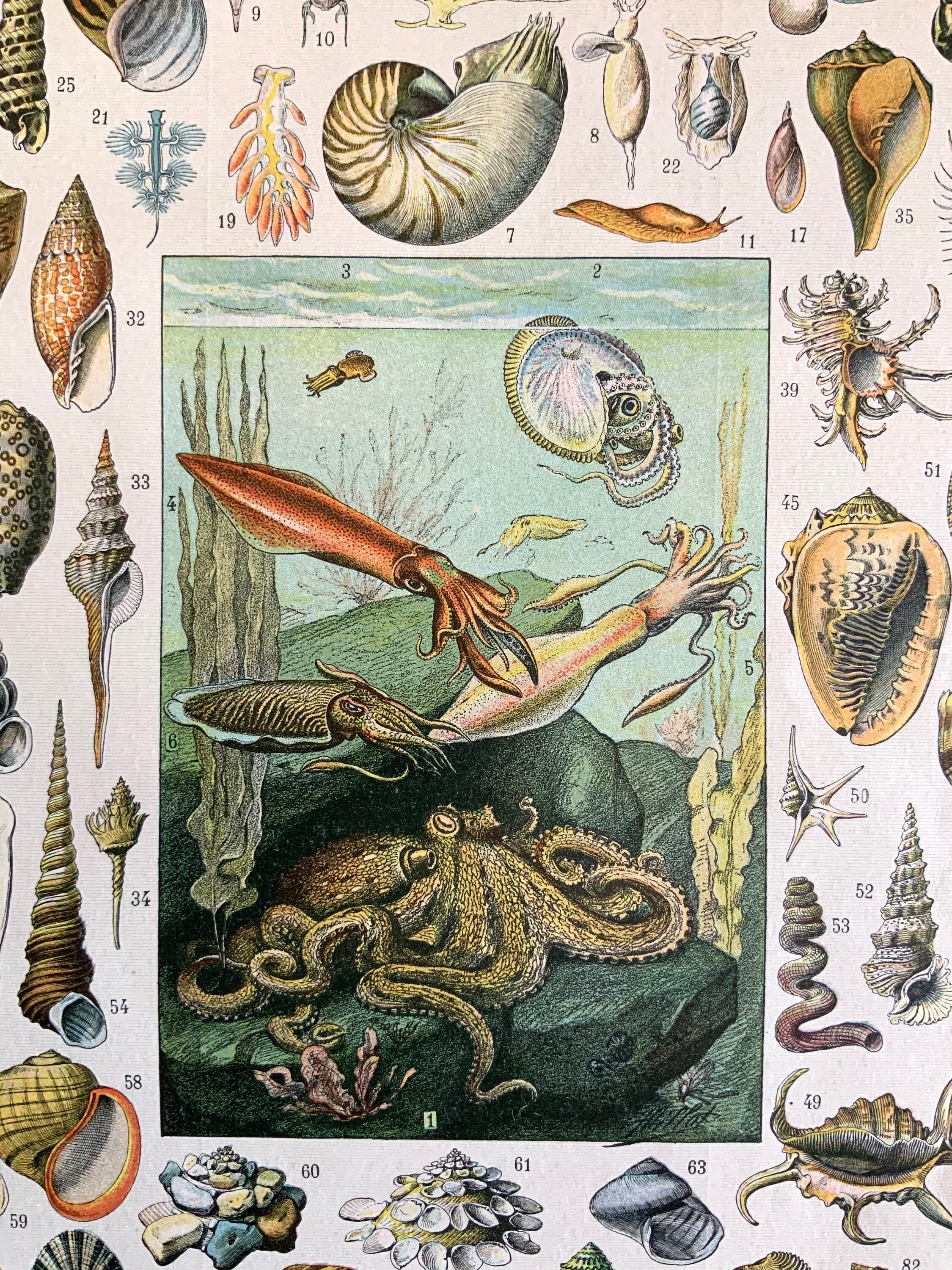 1920s MOLLUSCS Oceanographic Bookplate Vintage Print Sea Life ...