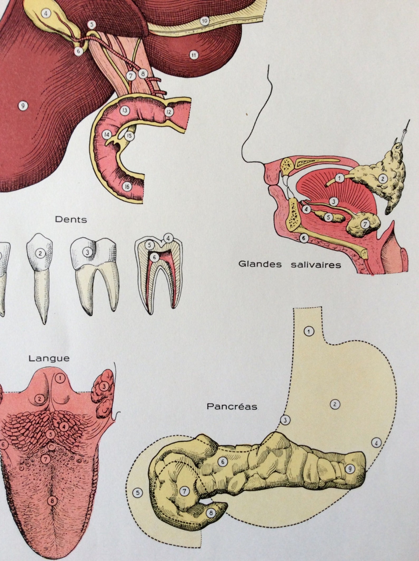 Original 1950s French ANATOMY Dissection Print DIGESTION | Etsy
