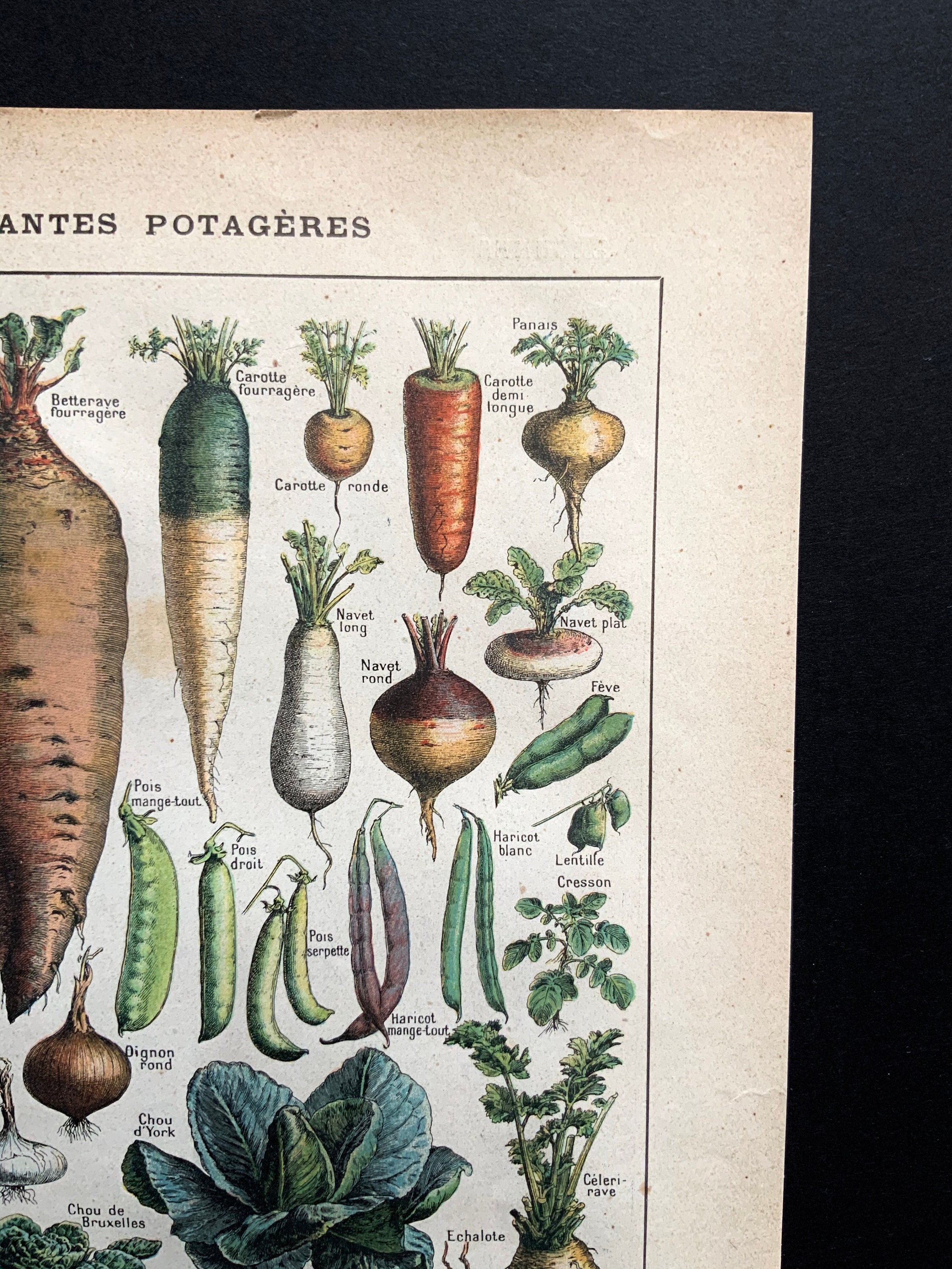 Vintage 1920s VEGETABLES Print French Bookplate Culinary Print Kitchen ...