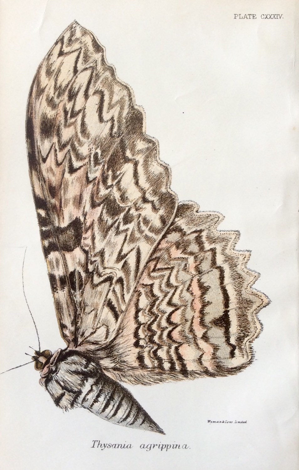 Original Antique MOTH 1897 Victorian Bookplate MOTHS Chromolithograph ...