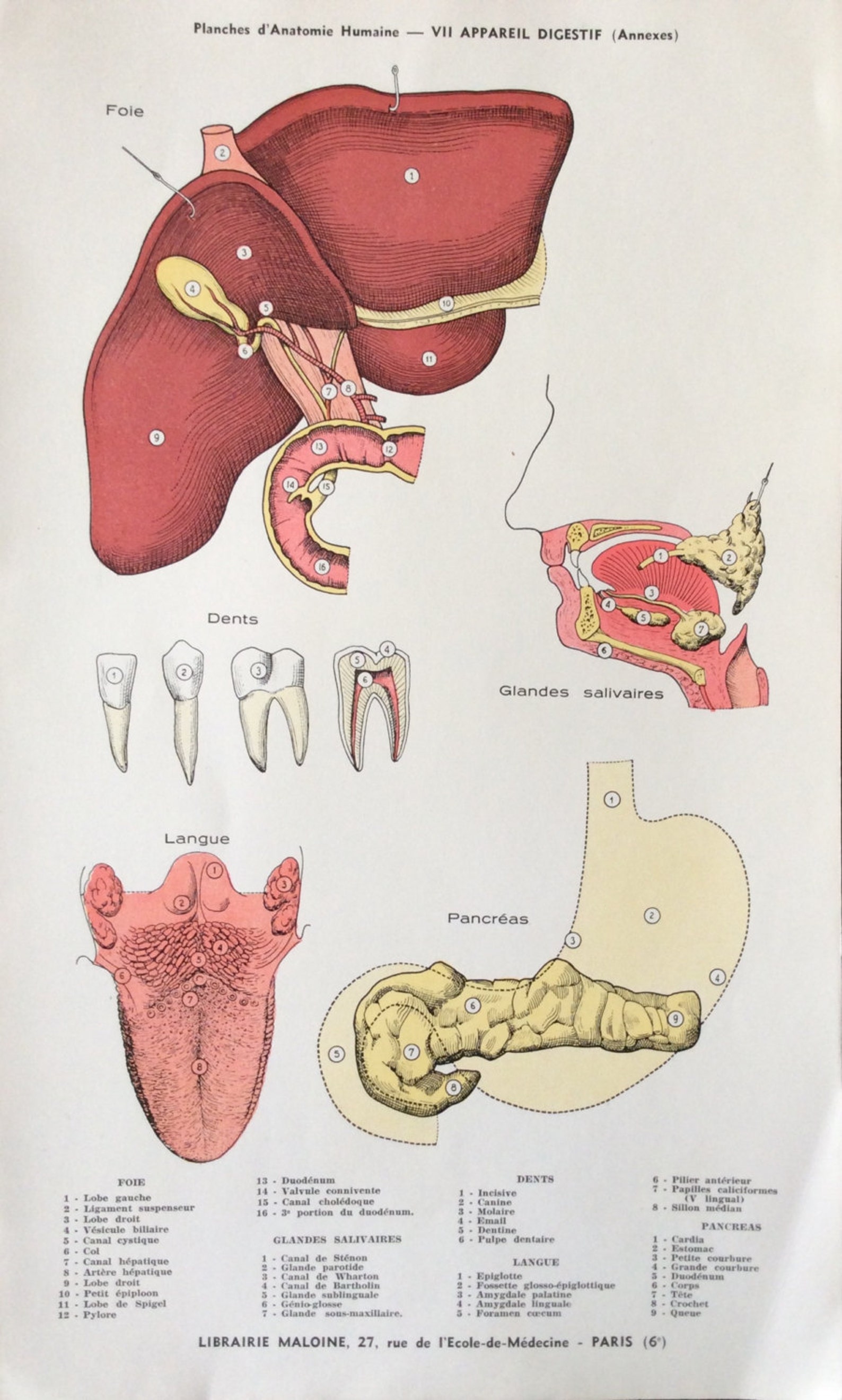 Original 1950s French ANATOMY Dissection Print DIGESTION - Etsy