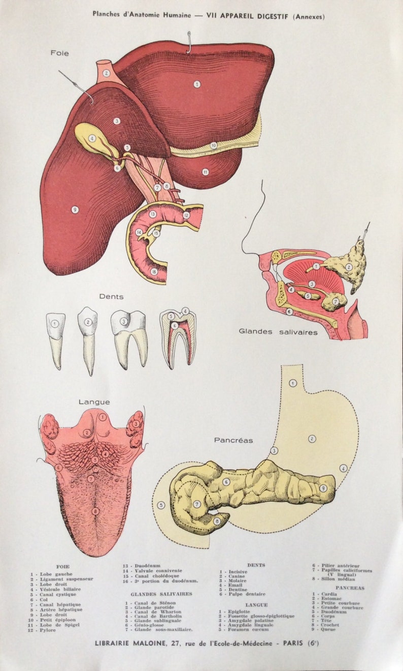 Original 1950s French ANATOMY Dissection Print DIGESTION Medical ...