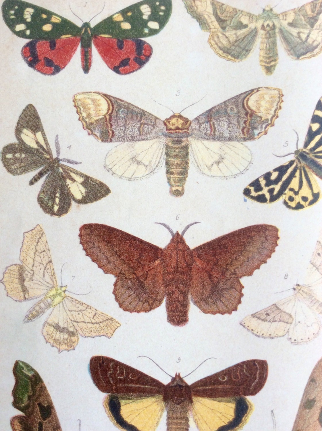 Original Antique Print MOTH 1893 Victorian Bookplate Chromolithograph ...