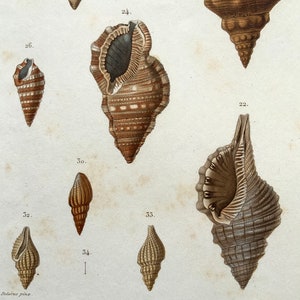 Rare Antique Print 1855 Hand Coloured Shell Engraving Conchology Large ...