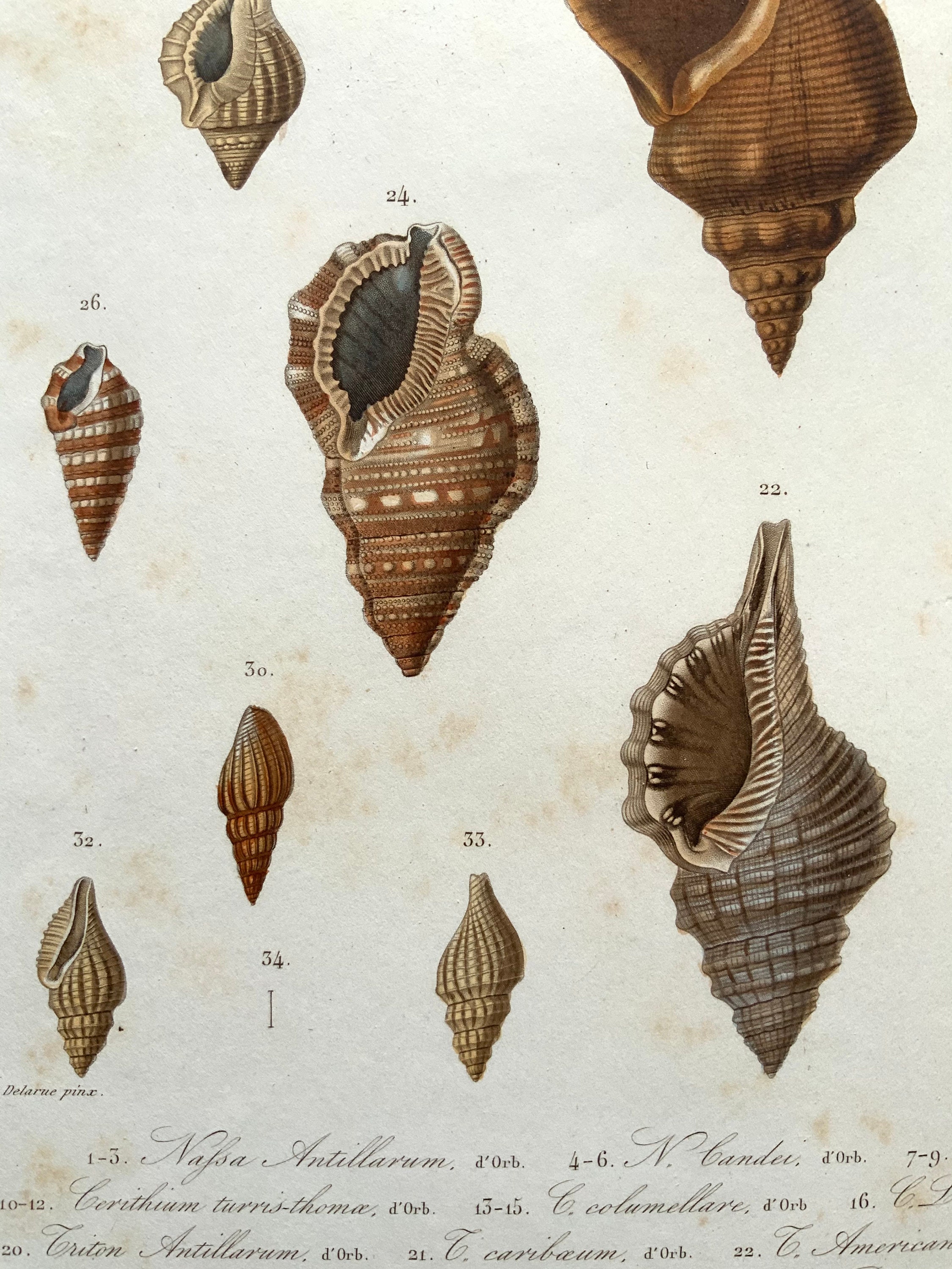 Rare Antique Print 1855 Hand Coloured Shell Engraving Conchology Large ...